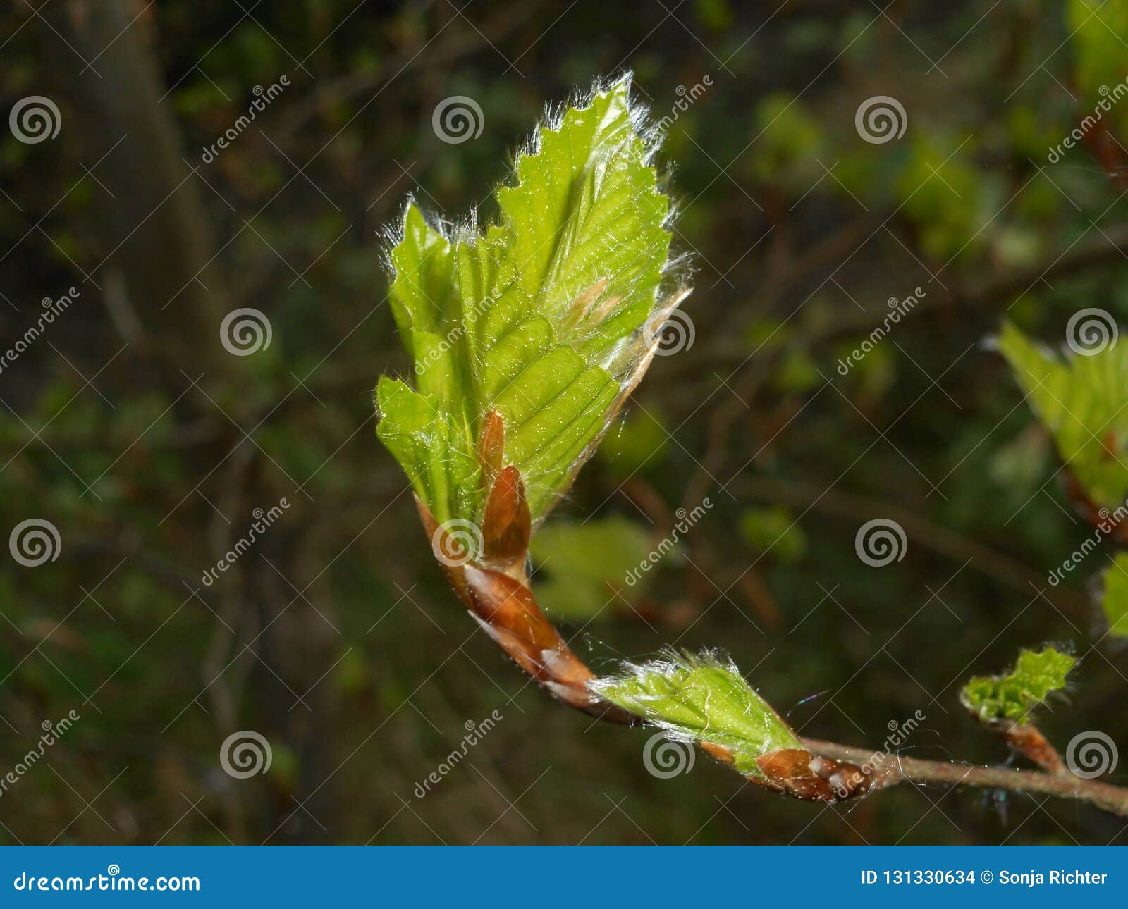 Fresh Leaf of a Beech Tree in Spring Stock Photo - Image of spring ...