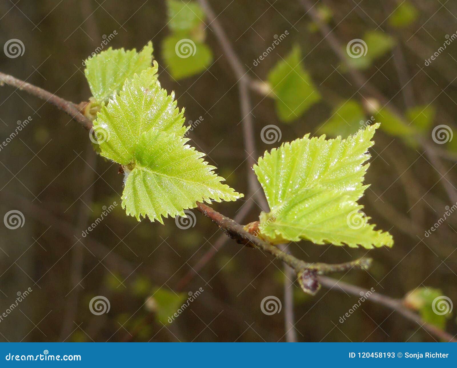 Fresh Leaf of a Beech Tree in Spring Stock Image - Image of spring ...