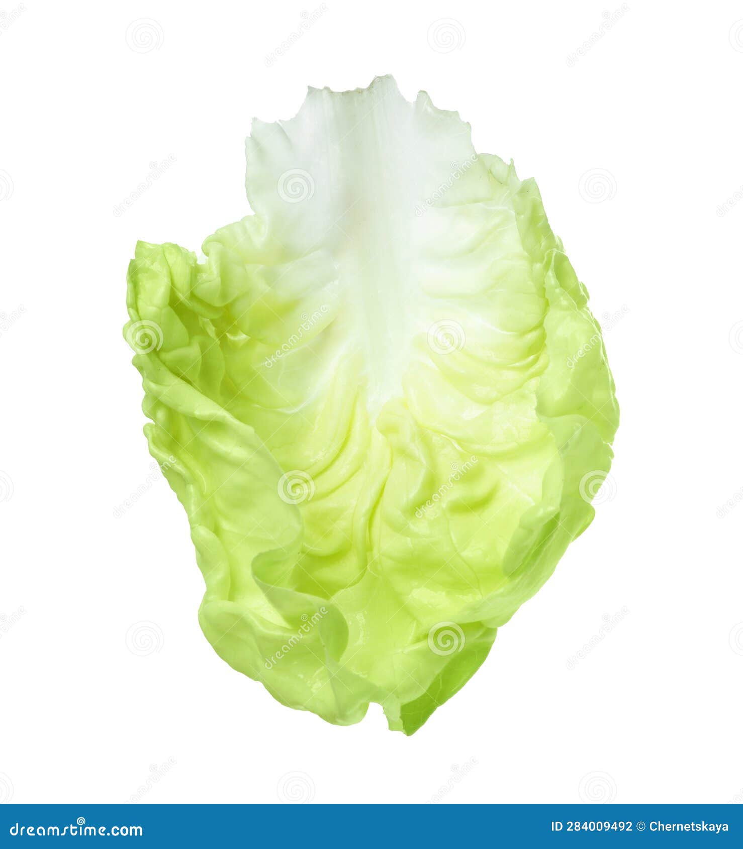 Fresh Leaf of Butter Lettuce Isolated on White Stock Photo - Image of ...