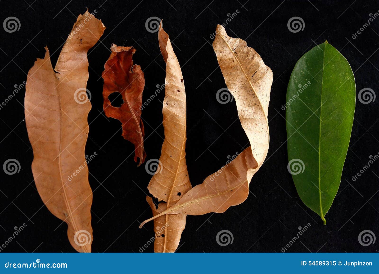 Fresh Leaf among Dried and Dead Leaves Stock Image - Image of flora ...