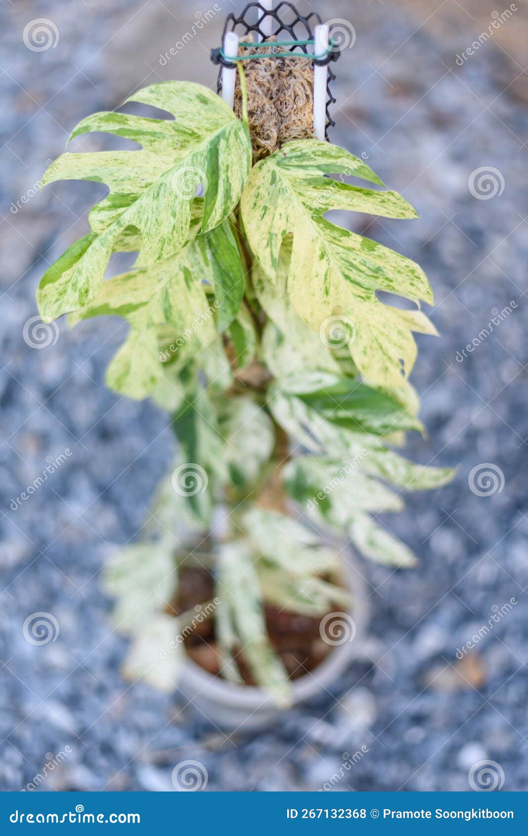 Fresh Leaf of Epipremnum Pinnatum Marble Plant Stock Photo - Image of ...
