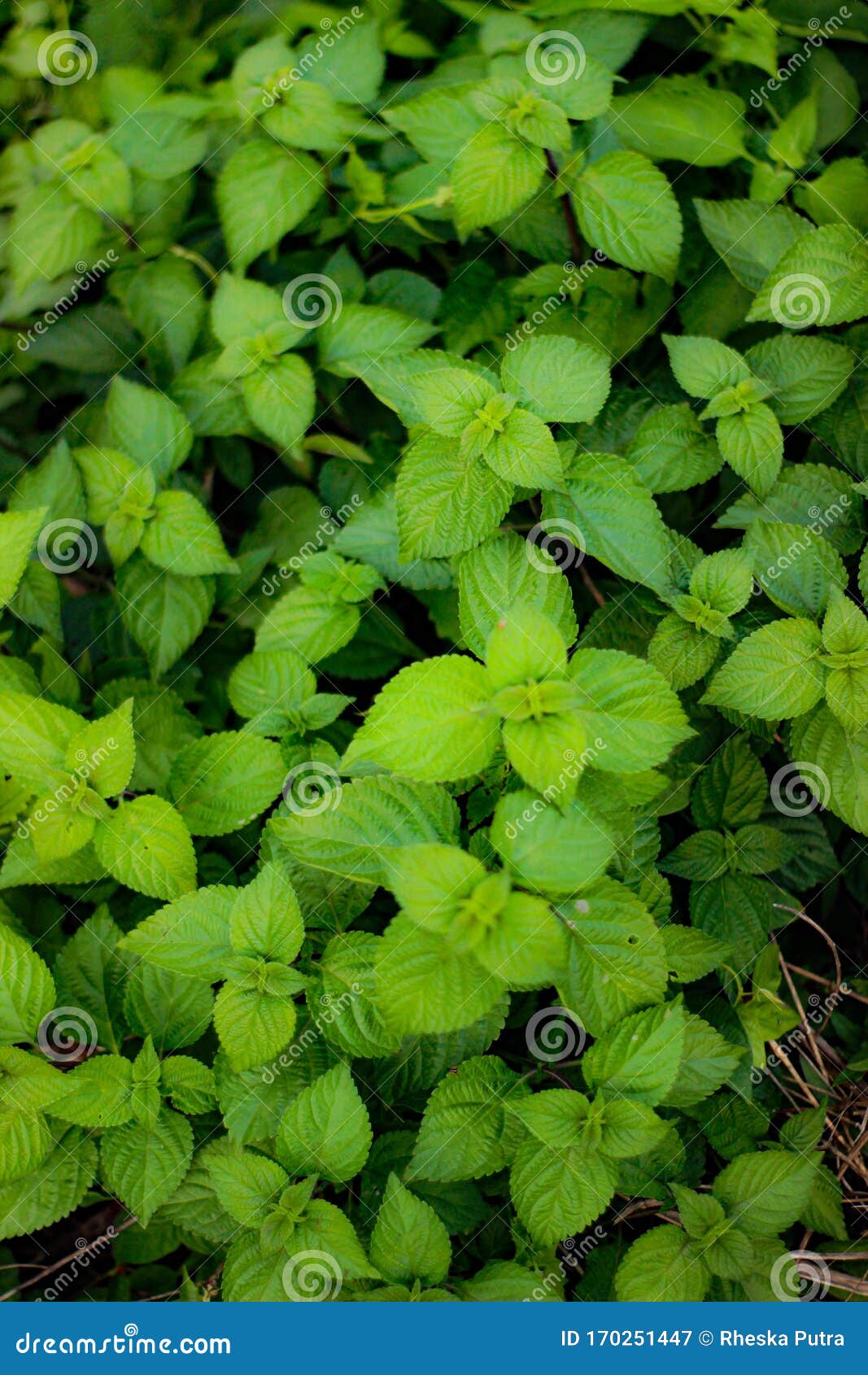Fresh leaf stock image. Image of nature, plant, green - 170251447