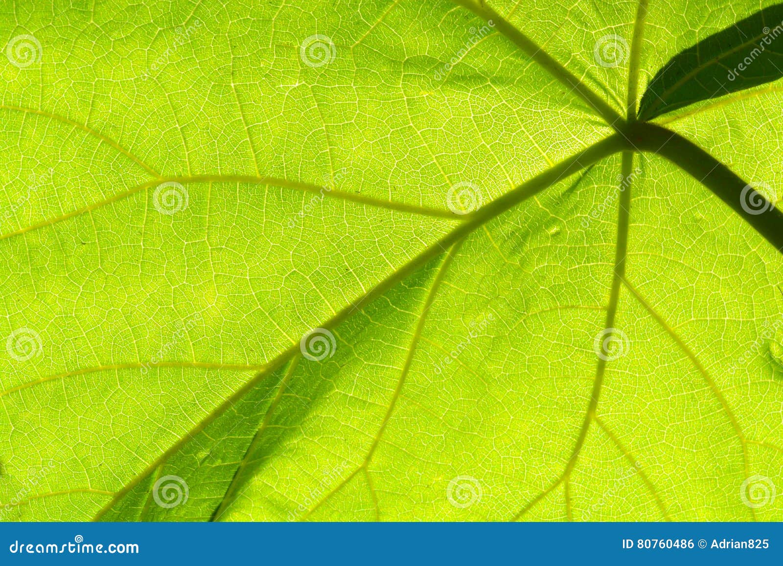 Fresh Leaf High Resolution Detail Stock Photo - Image of translucid ...