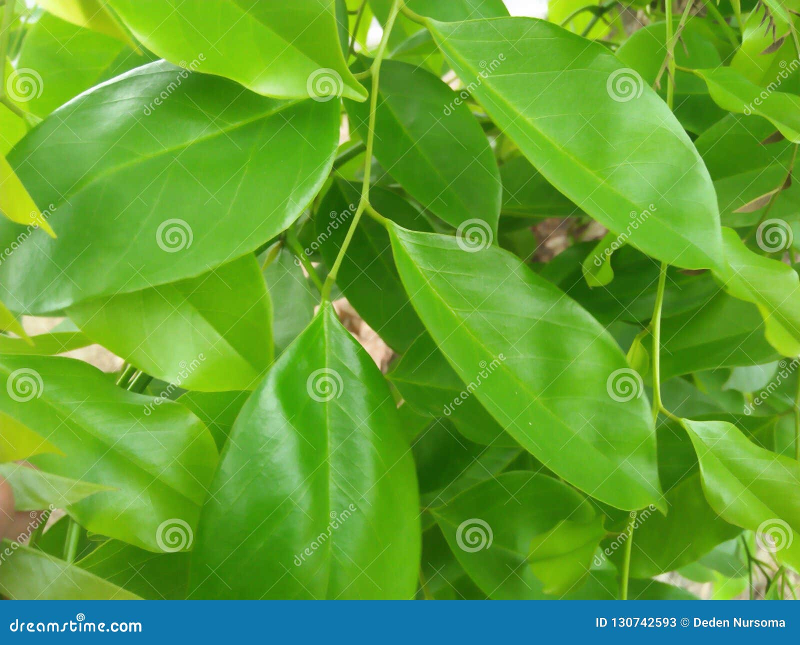 Fresh Leaf stock image. Image of fresh, leaf, herbal - 130742593