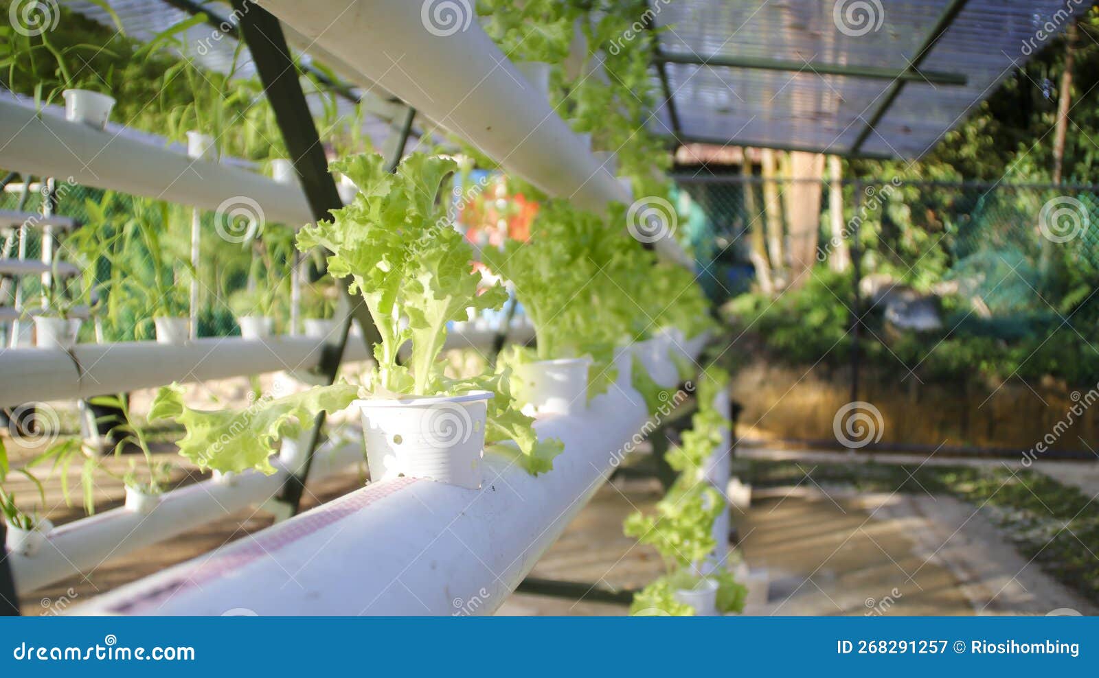 Fresh Leaf Lettuce Green Vegetable Plant by Hydroponic Method. Nutrient ...