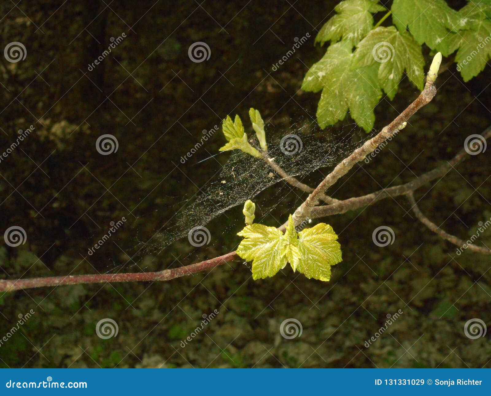 Fresh Leaf of a Maple Tree in Spring Stock Image - Image of grow, fresh ...