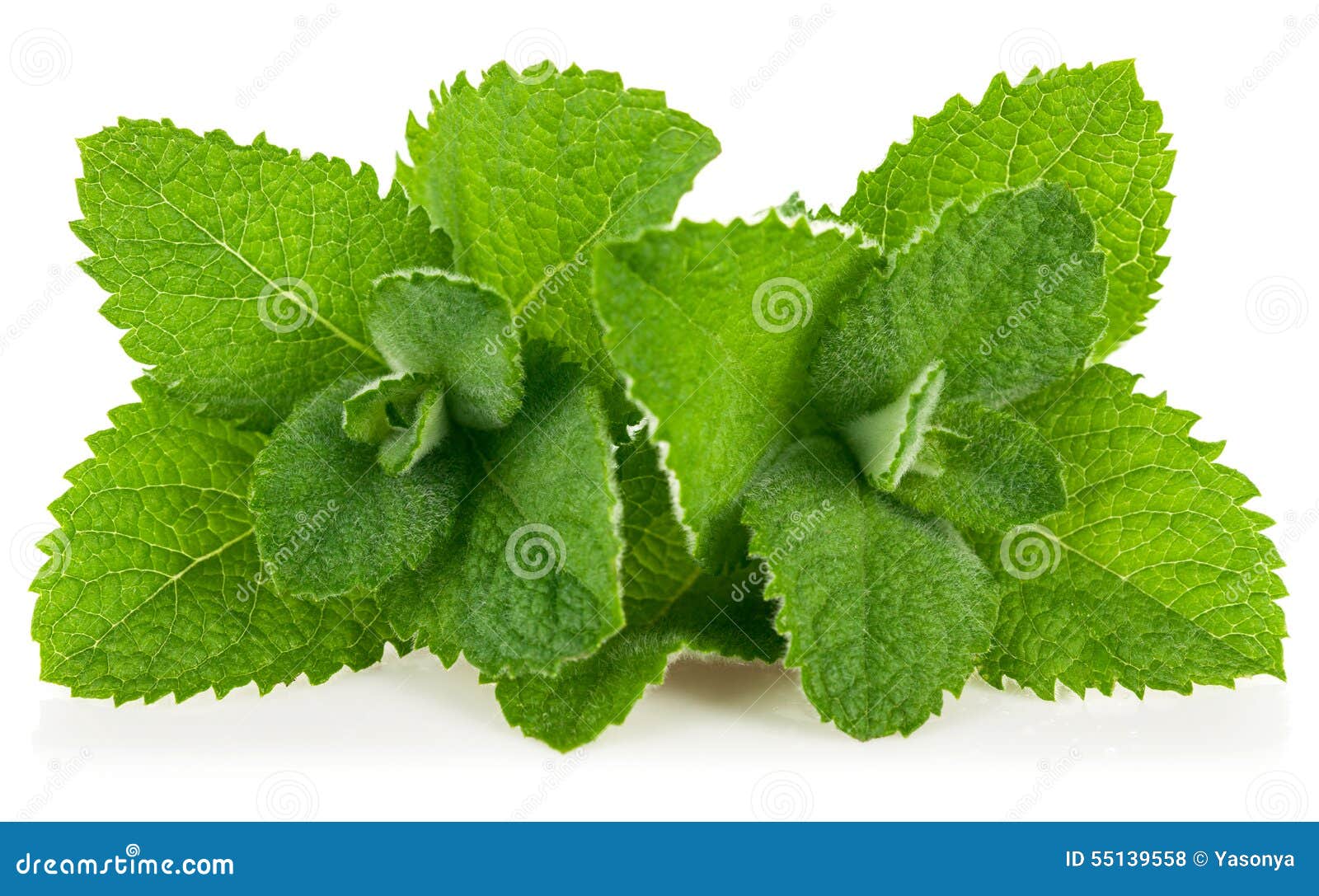 Fresh leaf mint stock photo. Image of plant, fragrance - 55139558