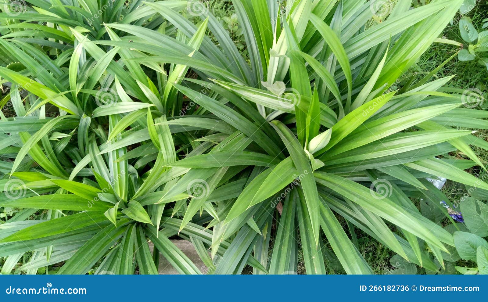 A Fresh Leaf of Pandan Trees Stock Photo - Image of tree, fresh: 266182736