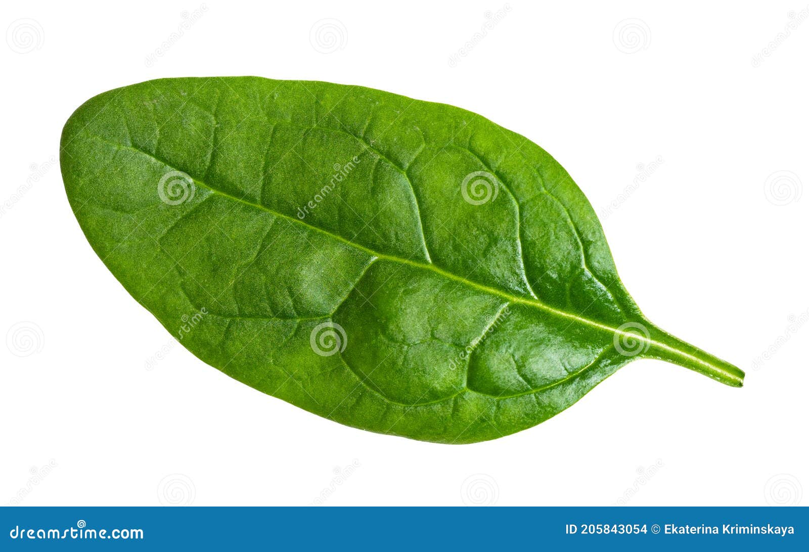 Fresh Leaf of Spinach Leafy Vegetable Cut Out Stock Photo - Image of ...