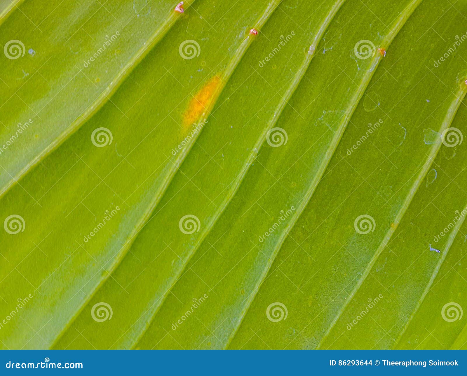 Fresh Leaf Texture Background Stock Photo - Image of organic, summer ...