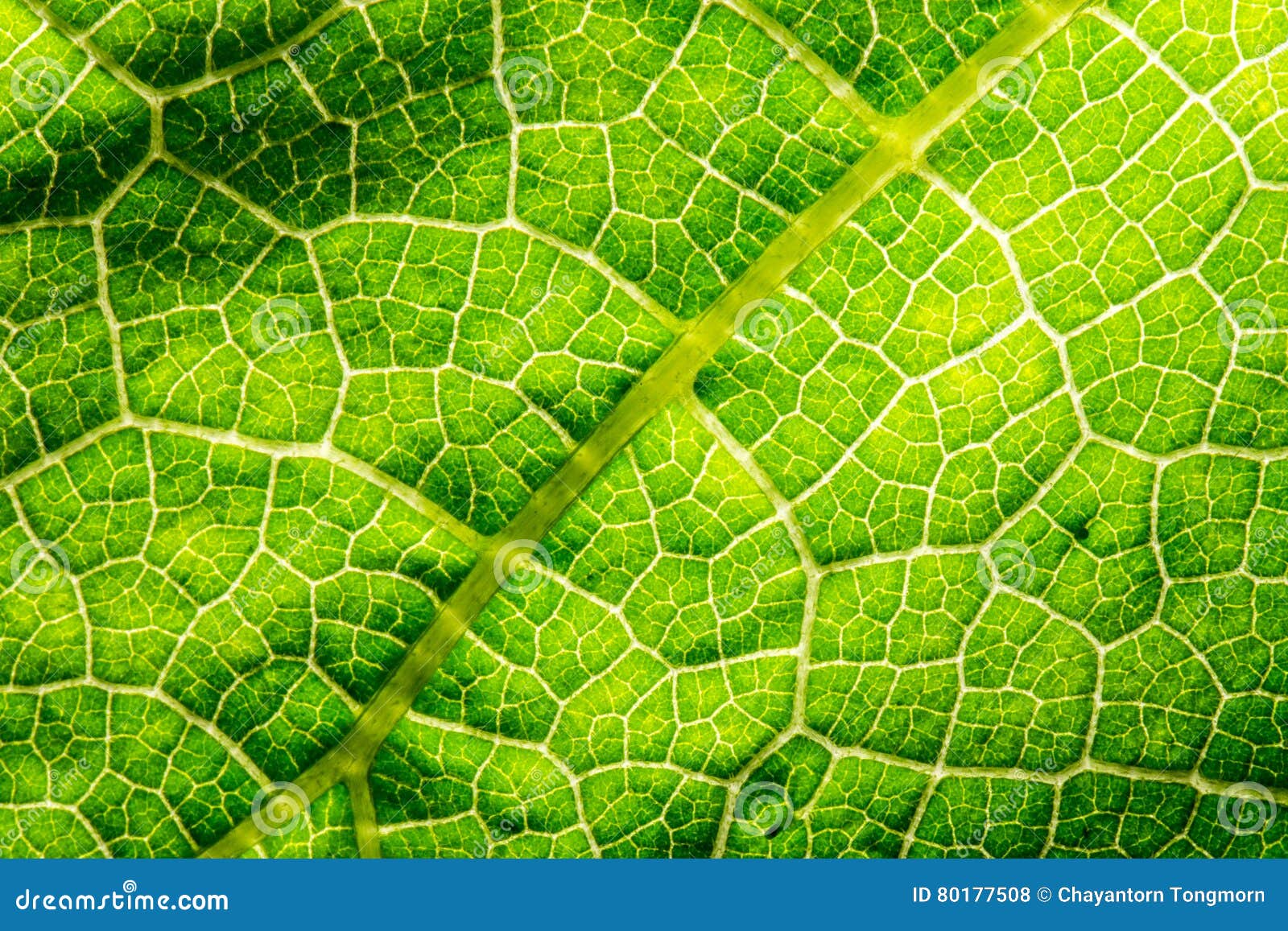 Fresh Leaf Texture or Leaf Background for Design with Copy Space for ...