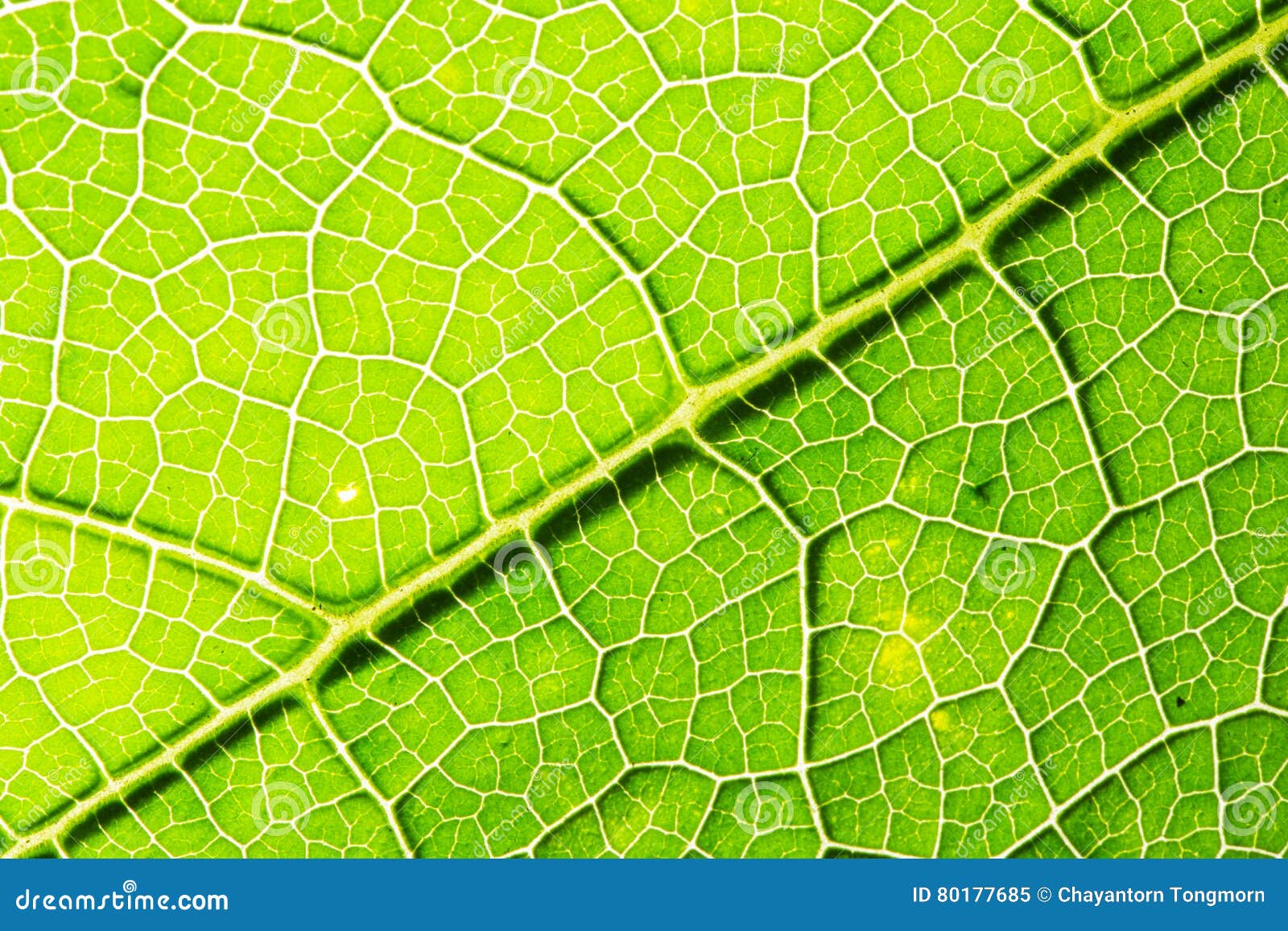 Fresh Leaf Texture or Leaf Background for Design with Copy Space for ...