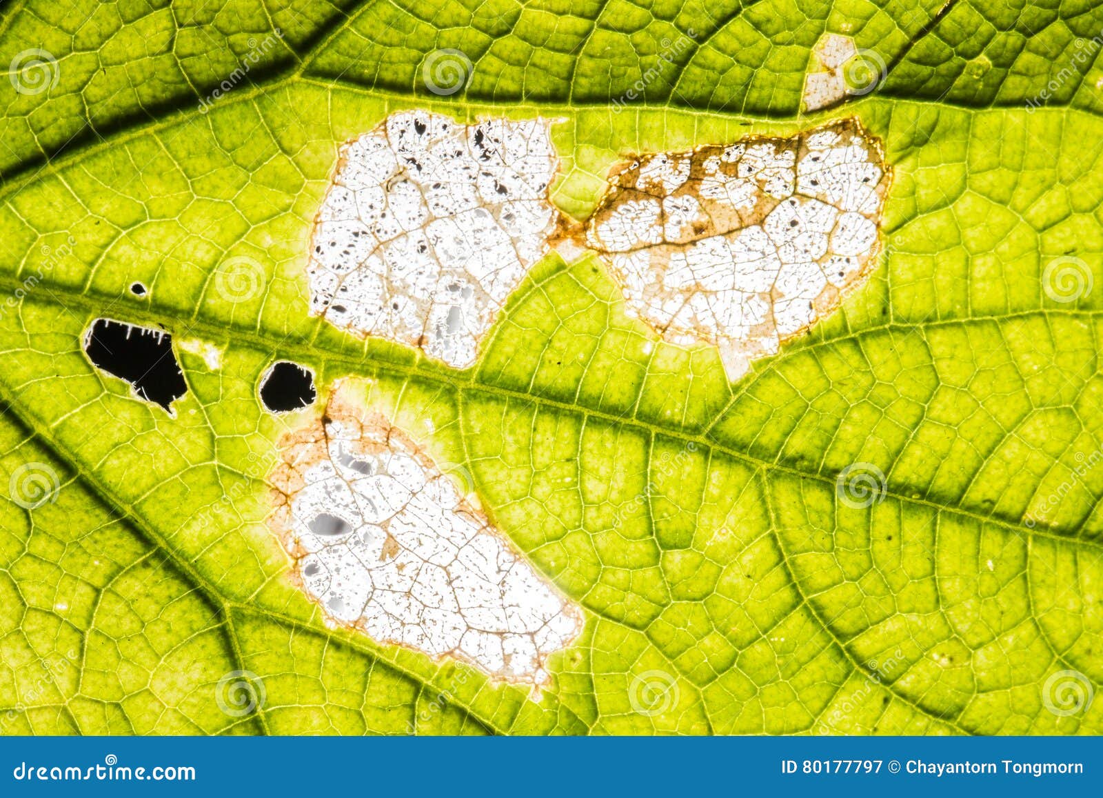 Fresh Leaf Texture or Leaf Background for Design with Copy Space for ...