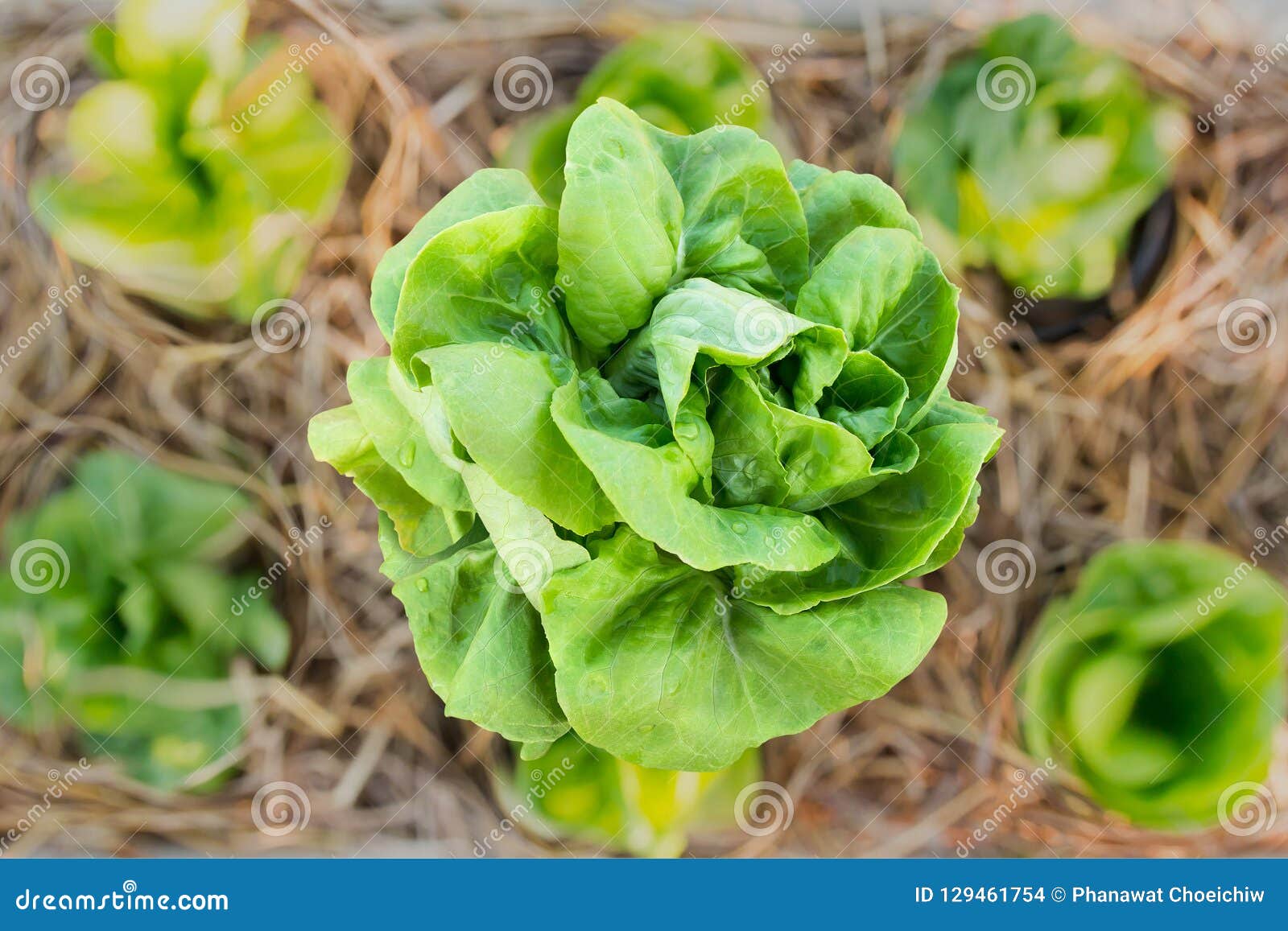 Fresh Leaf Vegatable Cultivated in Bamboo Pole As Farming Stock Photo ...