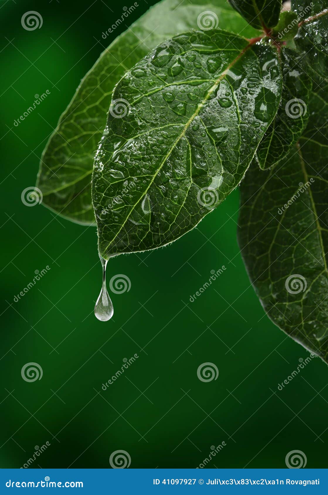 Fresh Leaf with Water Drop Falling. Stock Image - Image of freshness ...