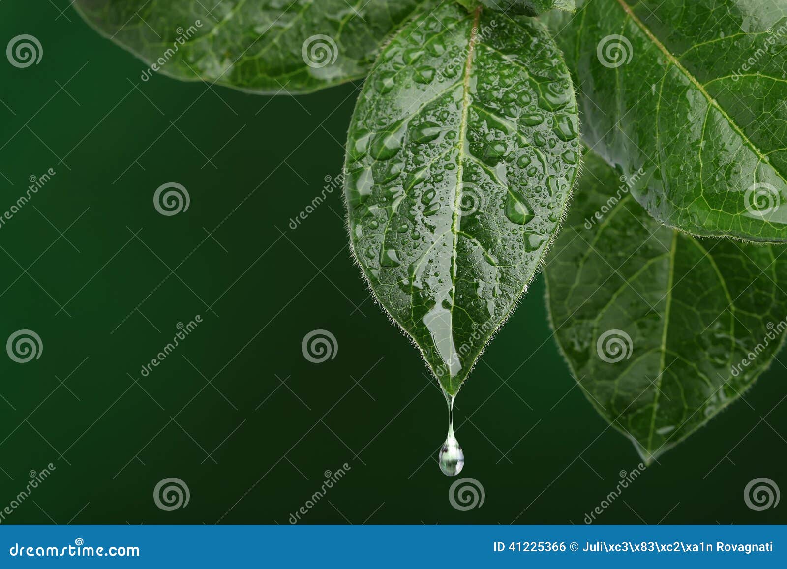 Fresh Leaf with Water Drop Falling. Stock Photo - Image of botany ...