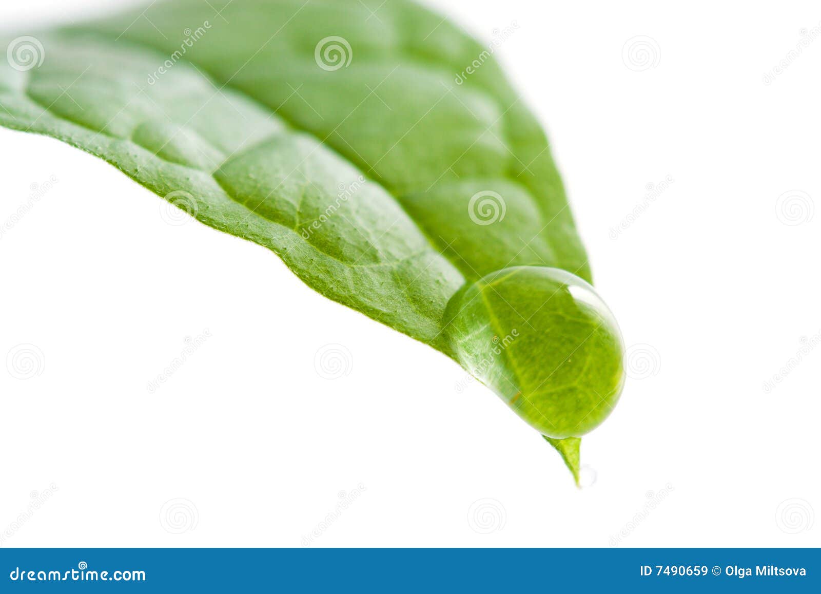 Fresh Leaf with Water Droplet Stock Image - Image of macro, field: 7490659