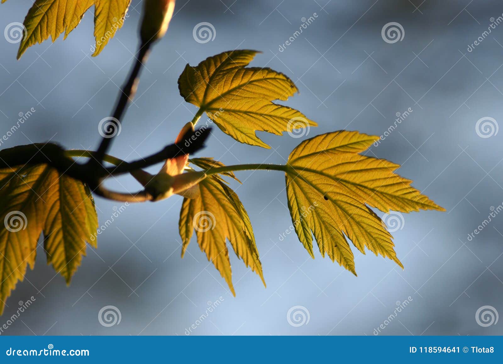 Fresh Leafs in Early Spring Stock Image - Image of color, beautiful ...