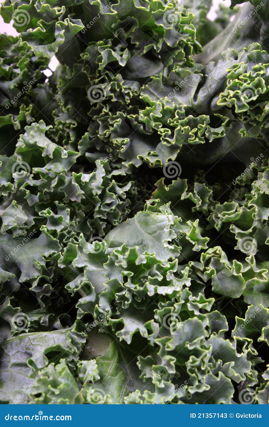 Fresh leafy kale stock image. Image of food, kale, bunch - 21357143