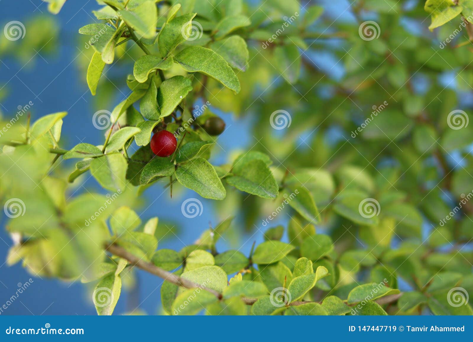 Fresh Leaps with Blue Background Stock Image - Image of fresh ...