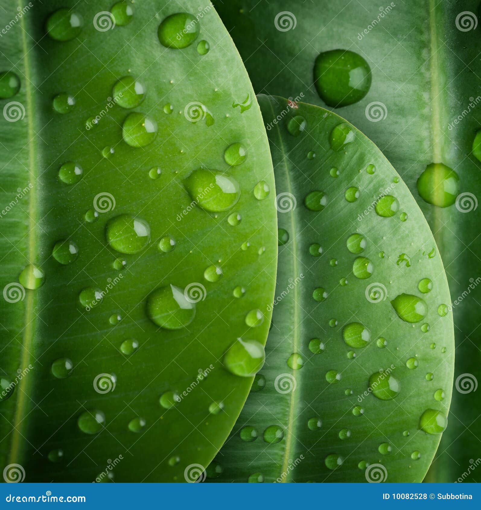 Fresh Leaves stock photo. Image of mood, close, ecology - 10082528