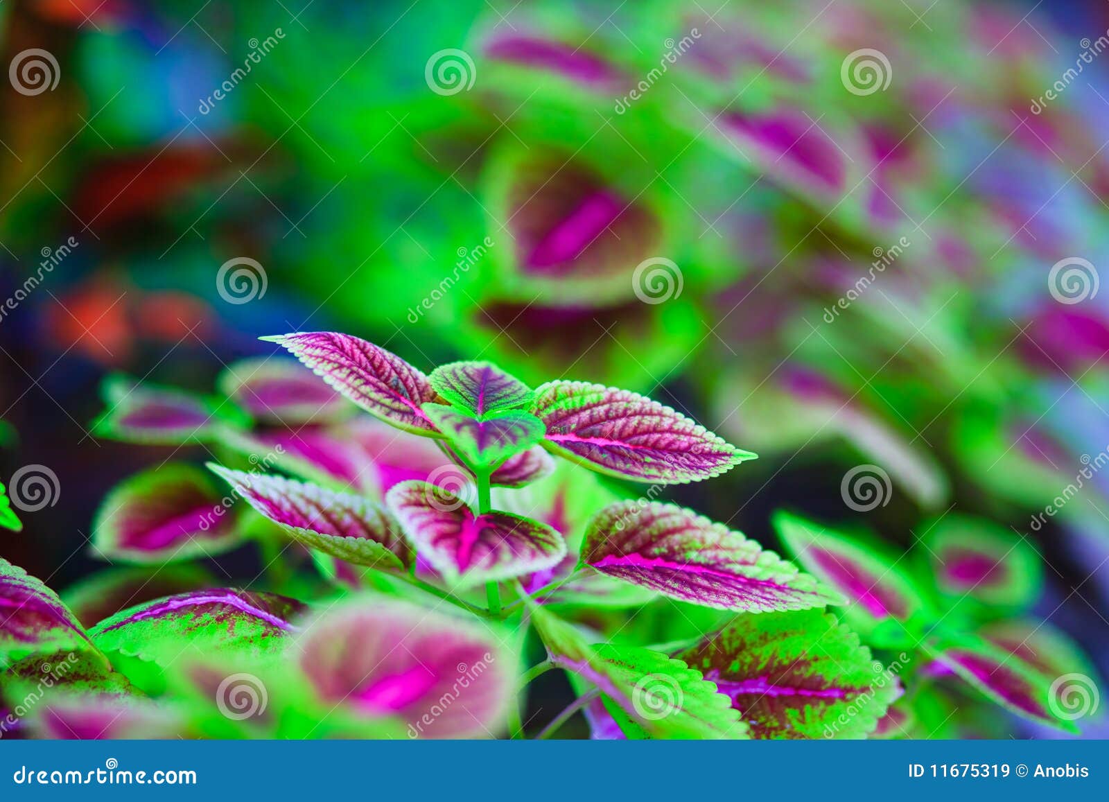 Fresh leaves stock image. Image of green, colored, environment - 11675319