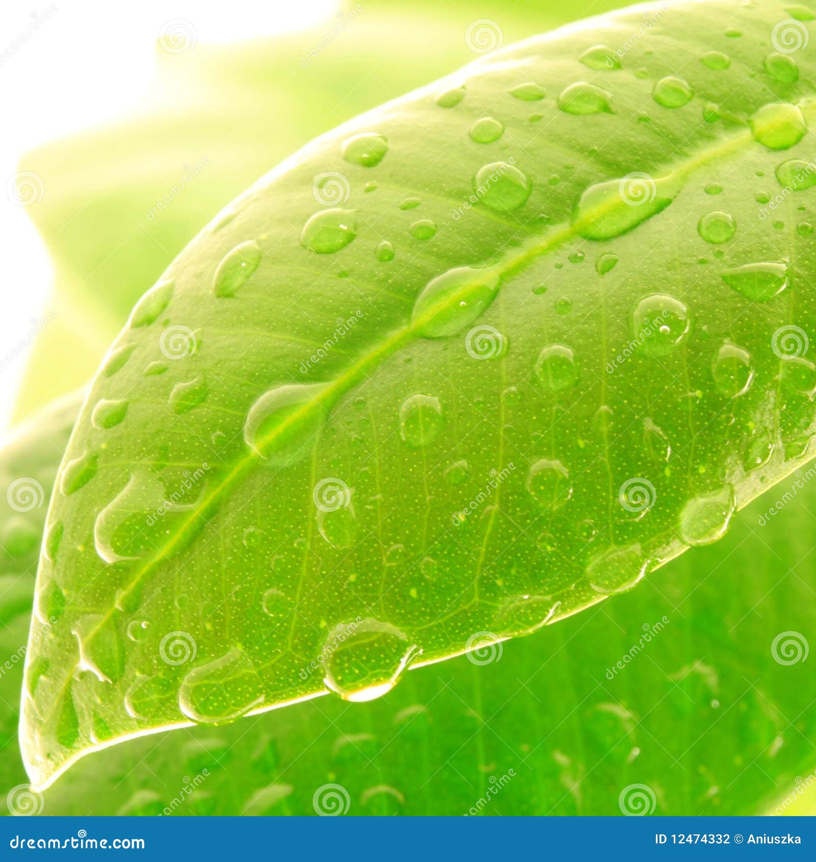 Fresh leaves stock photo. Image of border, organic, green - 12474332