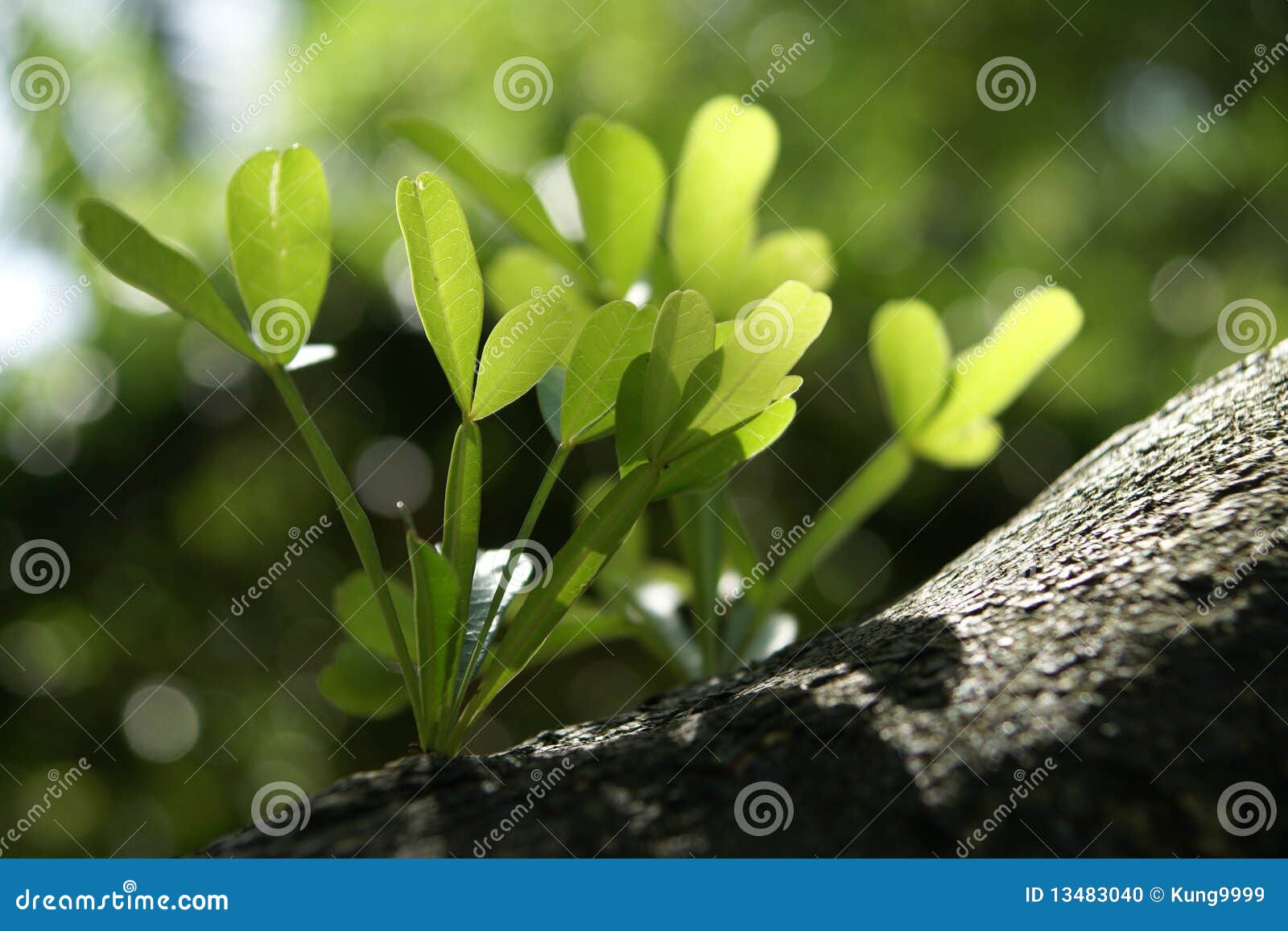 Fresh leaves stock photo. Image of leaf, growth, forest - 13483040