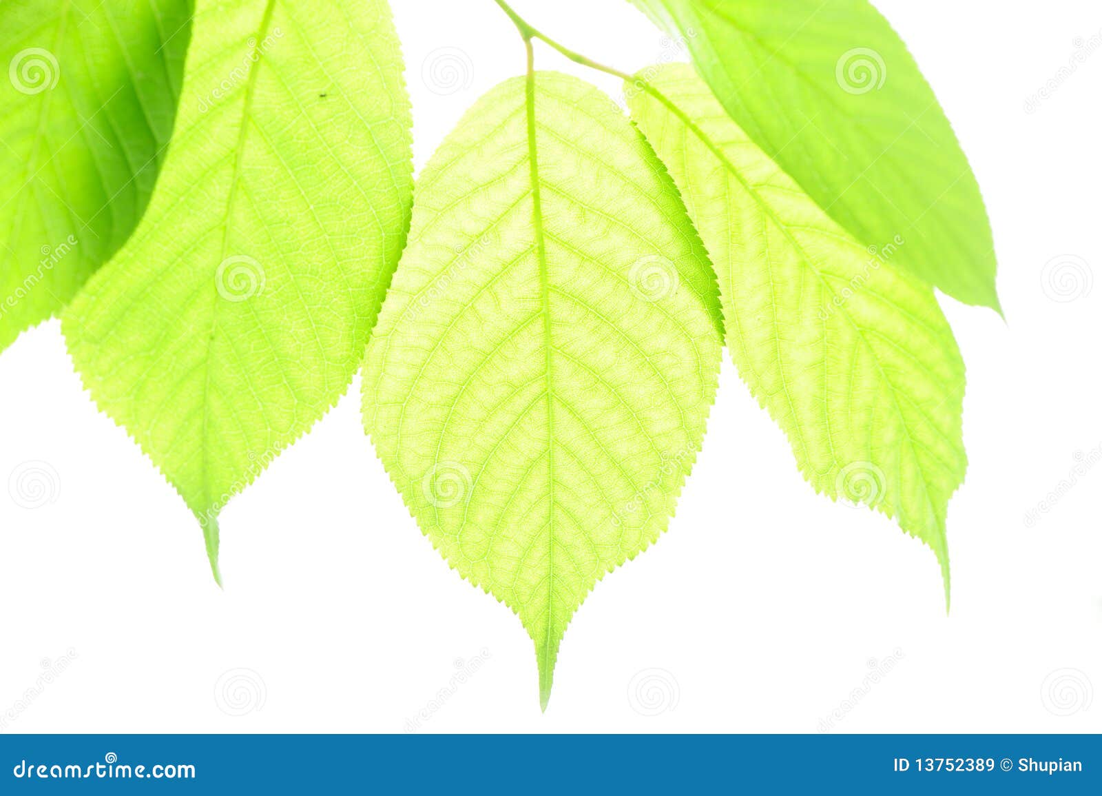Fresh Leaves stock image. Image of green, color, foliage - 13752389