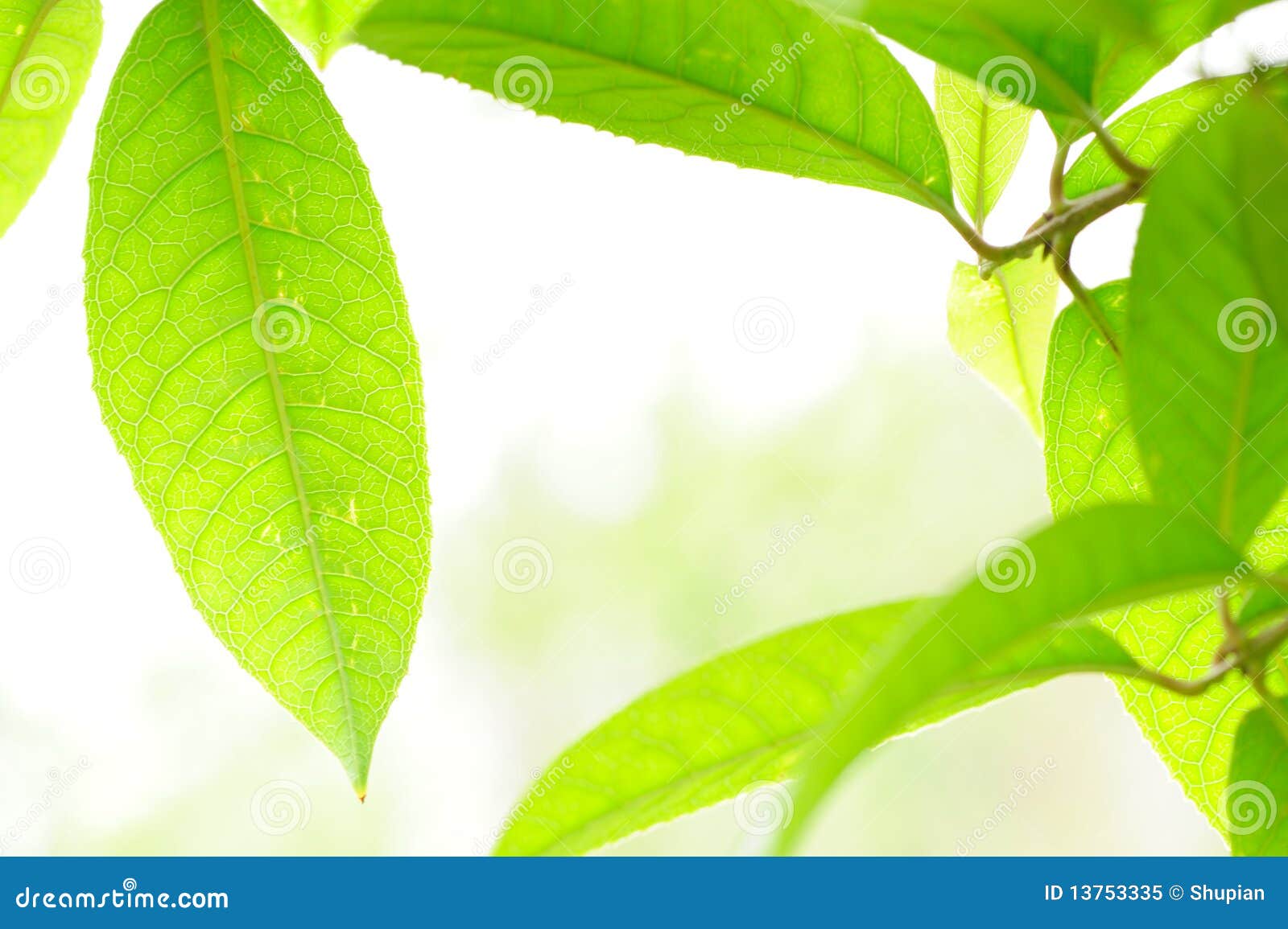 Fresh Leaves Of A Khat Or Qat Bush, Catha Edulis Stock Image ...