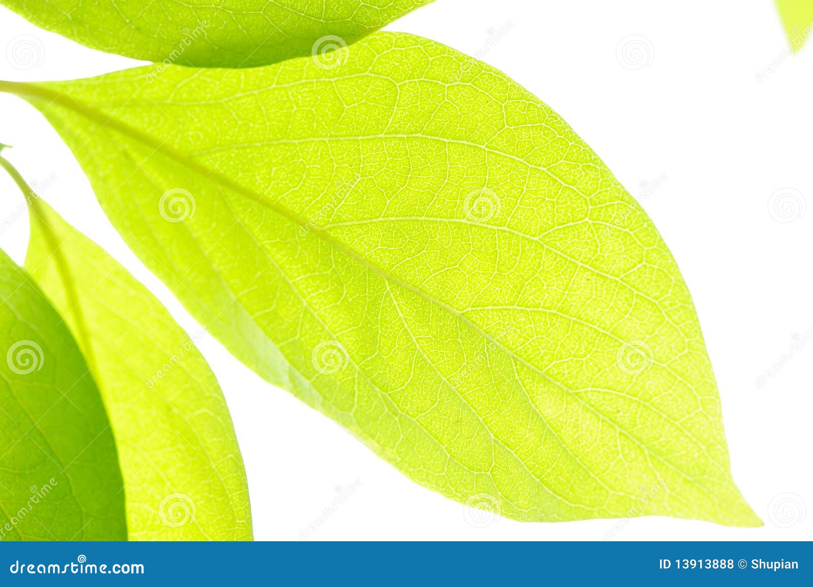 Fresh Leaves stock photo. Image of macro, freshness, healthy - 13913888