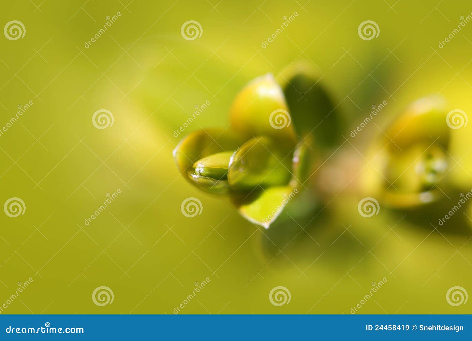 Fresh leaves stock image. Image of foliage, closeup, growth - 24458419