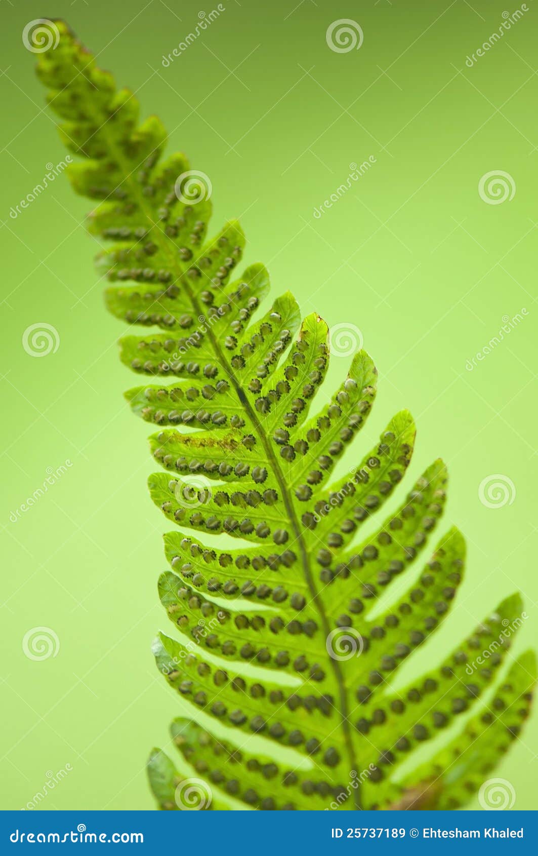Fresh Leaves stock image. Image of field, vegetable, macro - 25737189