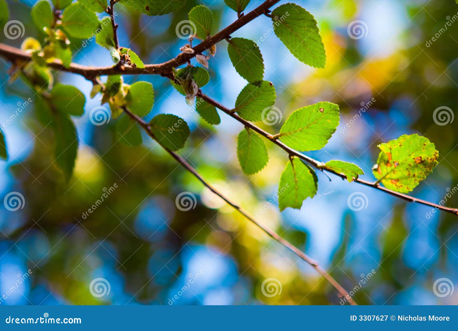 Fresh leaves stock image. Image of spring, environment - 3307627