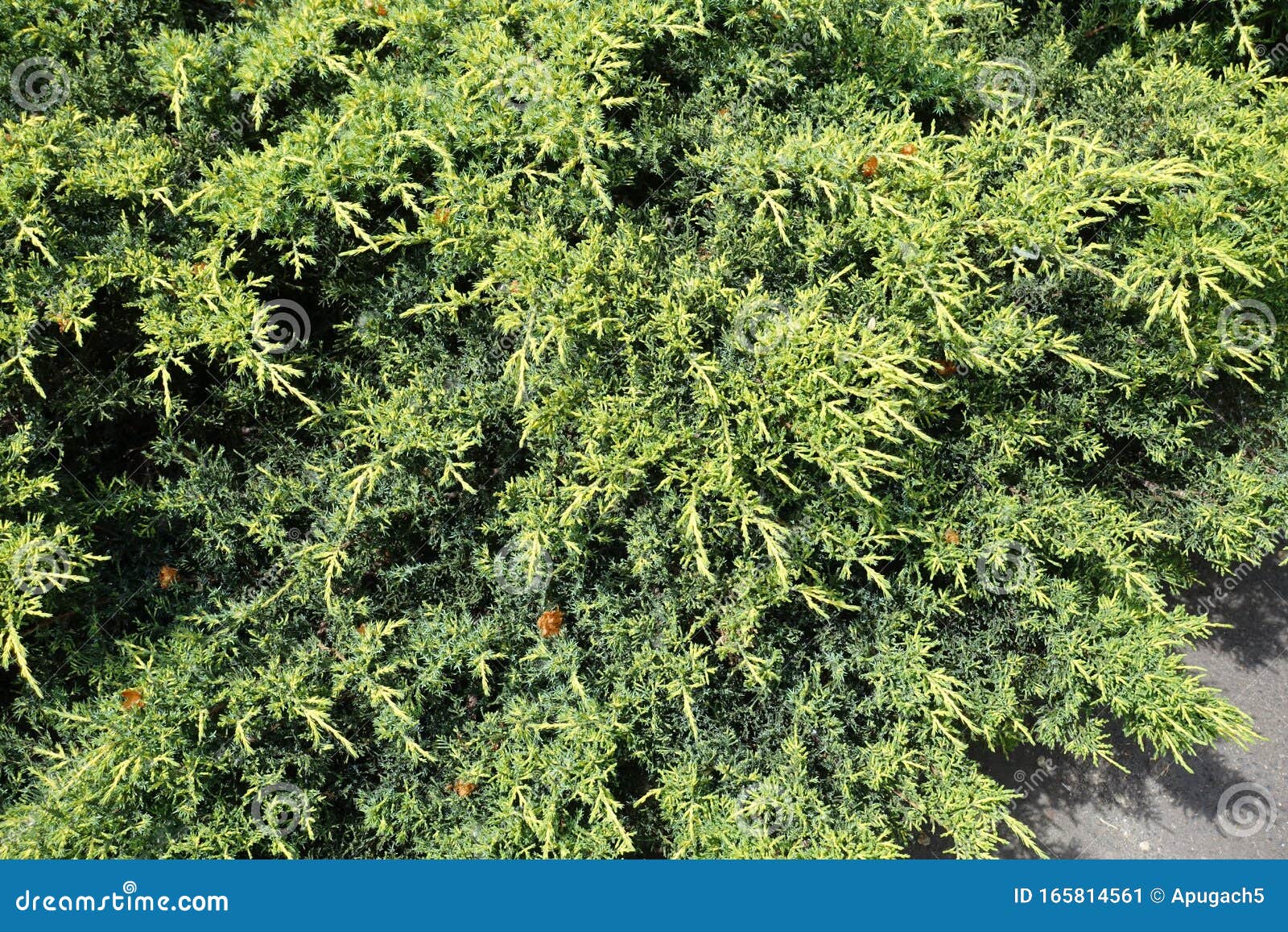 Branches Of Juniperus Squamata Flaky Juniper Or Himalayan Juniper ...