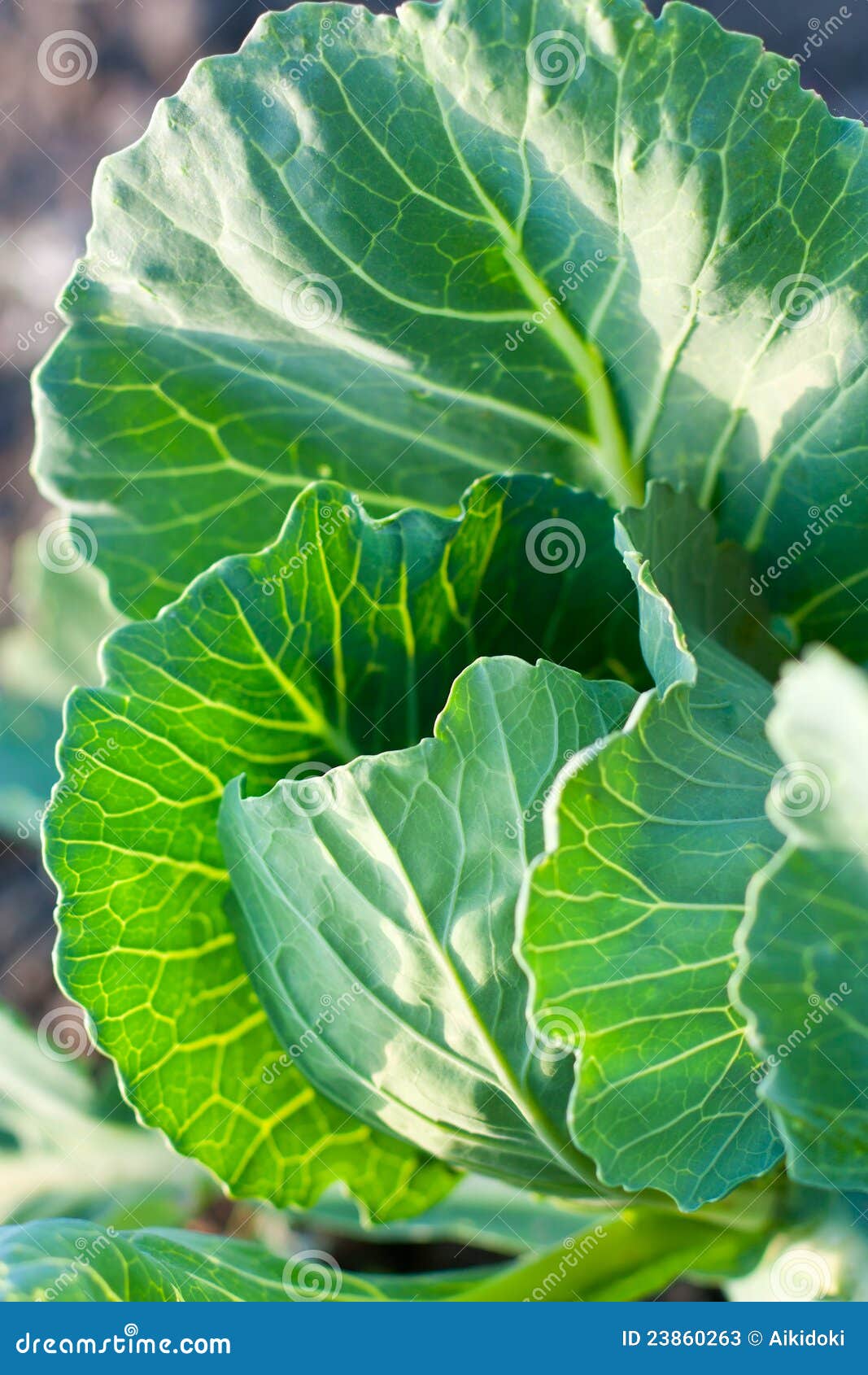 Fresh Leaves of Cabbage stock image. Image of nature - 23860263
