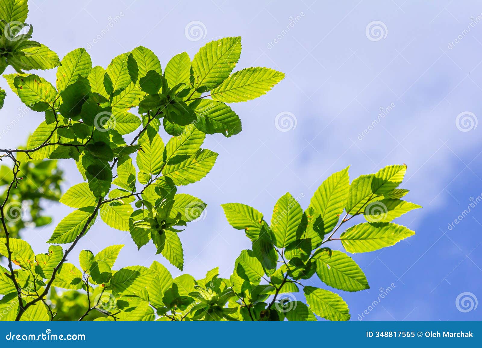 Fresh Leaves of Carpinus Betulus in Spring. Common Hornbeam Stock Image ...