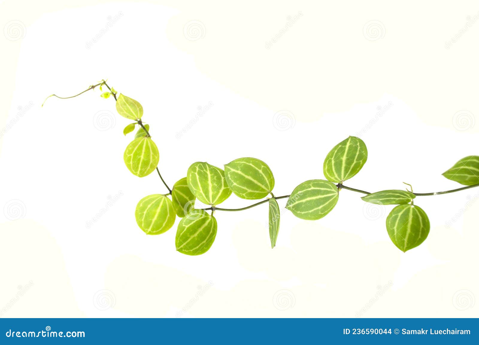 Fresh leaves of dave tree stock photo. Image of nature - 236590044
