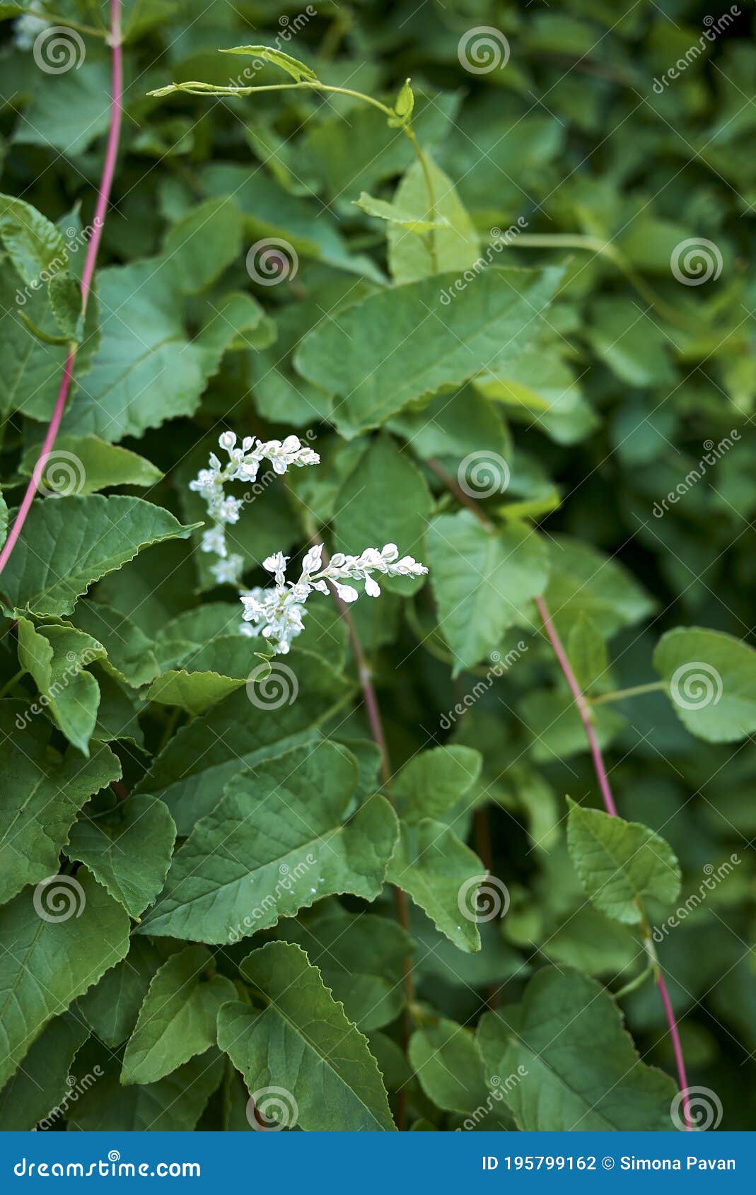 Fresh Leaves of Fallopia Baldschuanica Plant Stock Photo - Image of ...