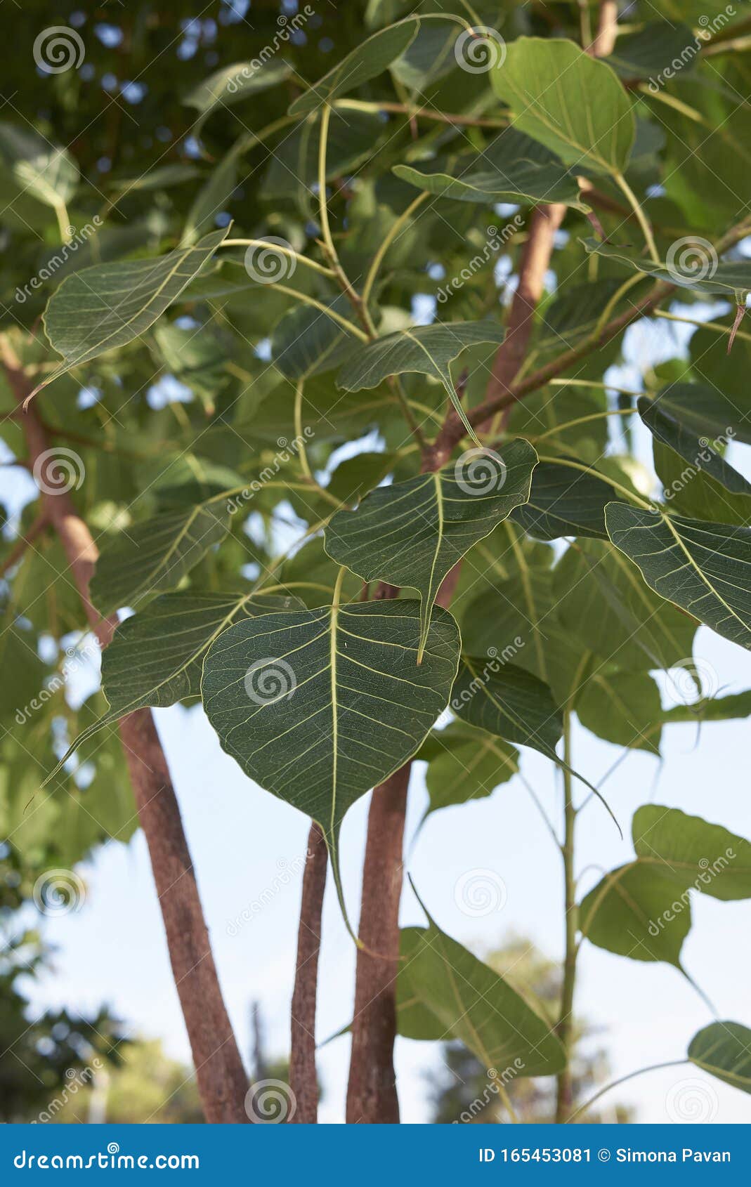 Ficus religiosa tree stock image. Image of hinduism - 165453081