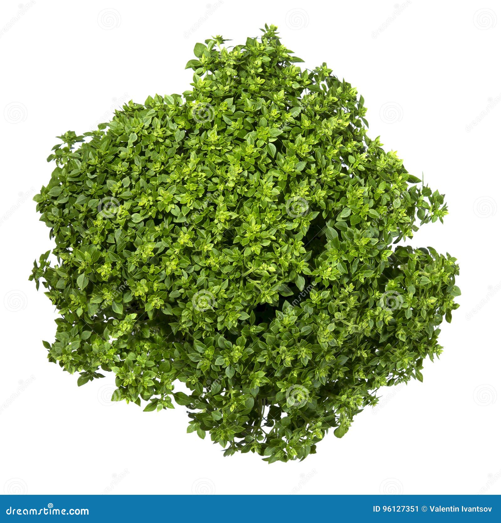 Fresh Leaves of a Greek Dwarf Basil Stock Image - Image of lightly ...