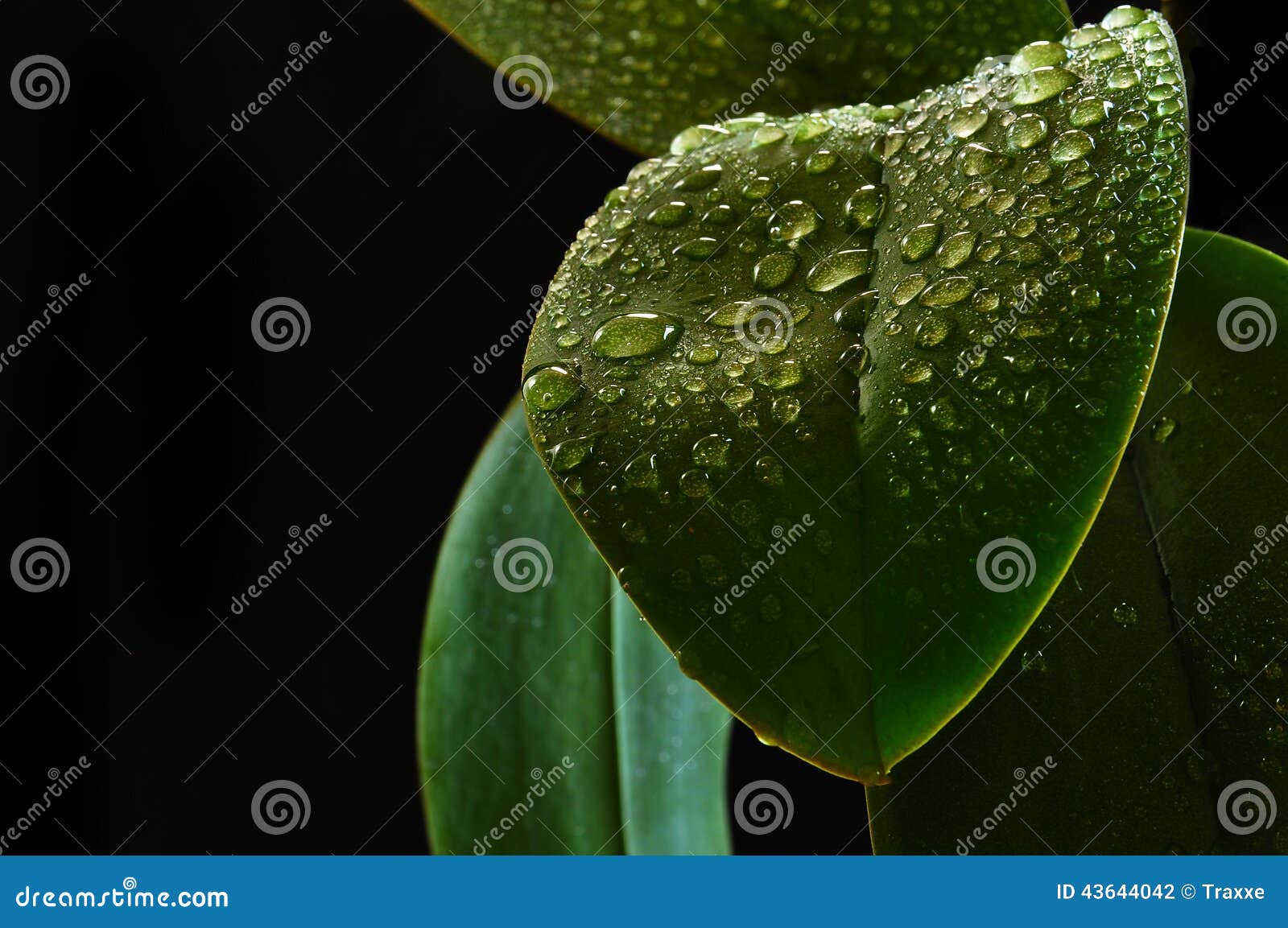 Fresh Leaves stock photo. Image of isolated, growth, botanical - 43644042