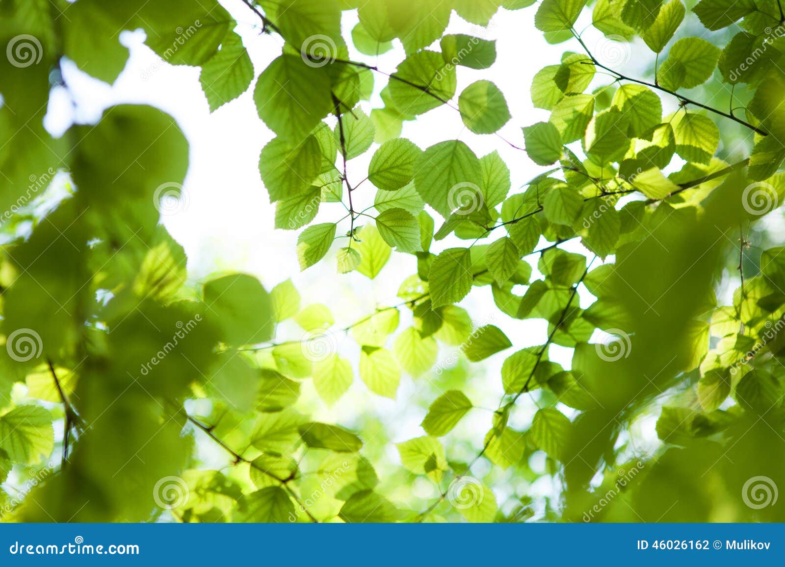 Fresh leaves stock photo. Image of people, beech, leaf - 46026162