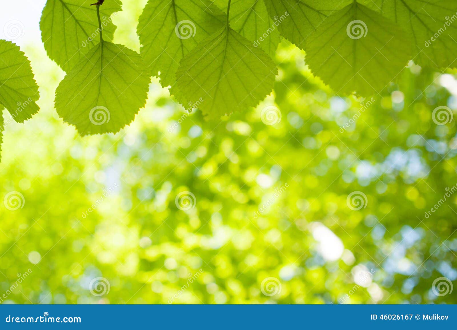 Fresh leaves stock image. Image of bush, stem, people - 46026167
