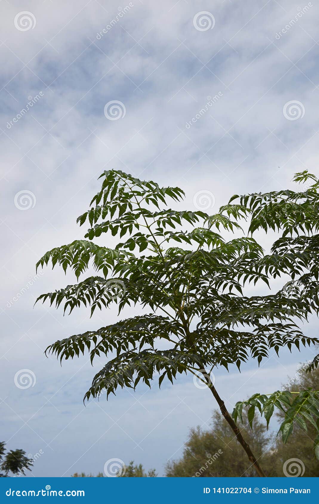 Melia azedarach tree stock photo. Image of botany, natural - 141022704