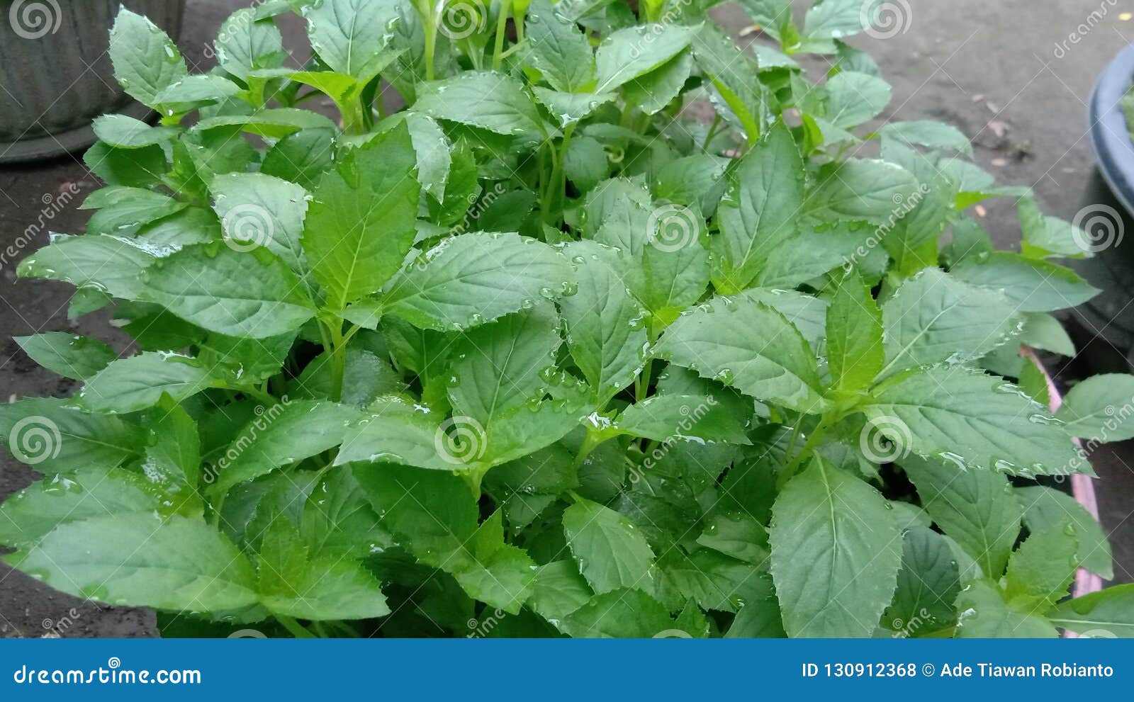 Fresh Leaves stock photo. Image of leaves, fresh, edges - 130912368