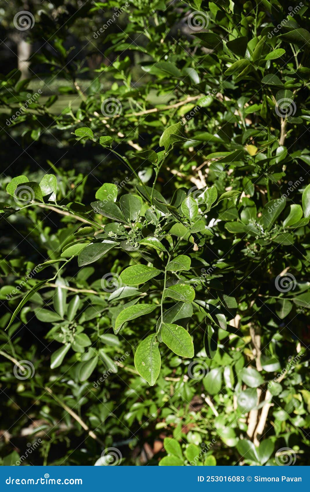 Murraya Paniculata Shrub Close Up Stock Image - Image of jessamine ...