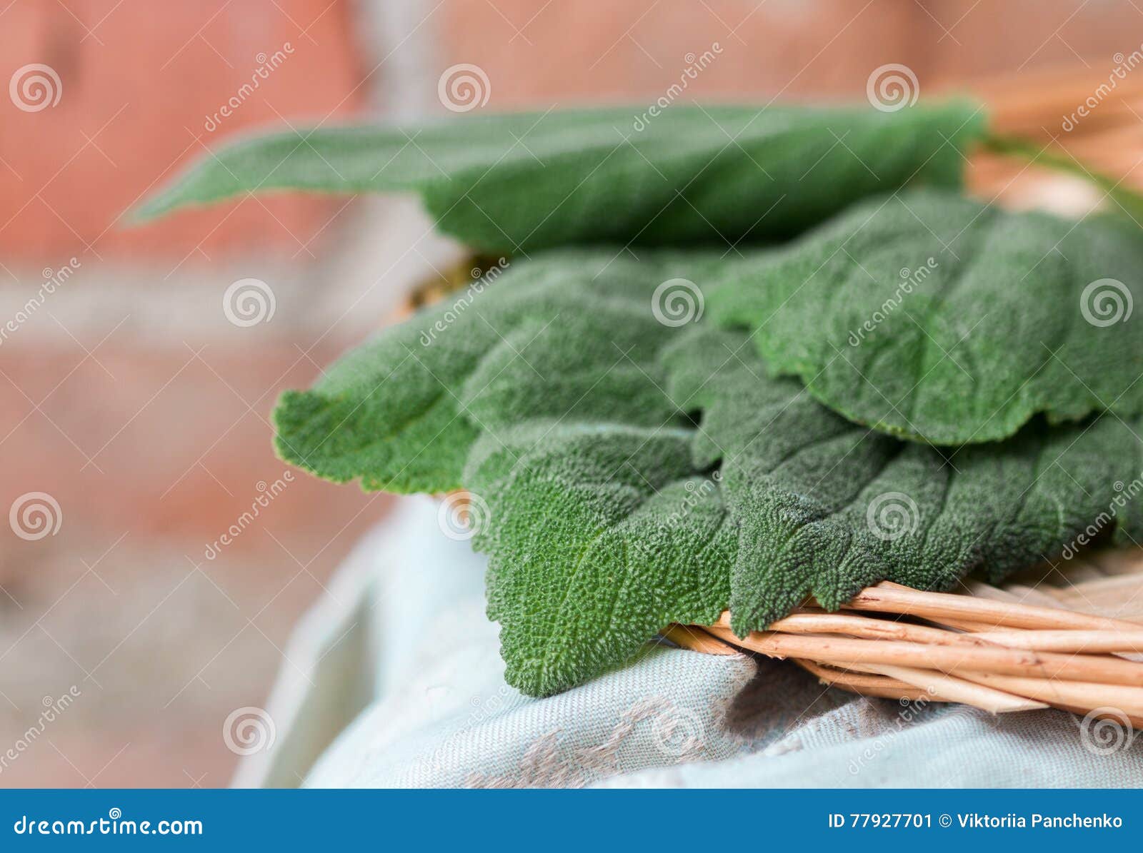 Fresh Leaves of Organic Clary Sage. Selective Focus Stock Image - Image ...