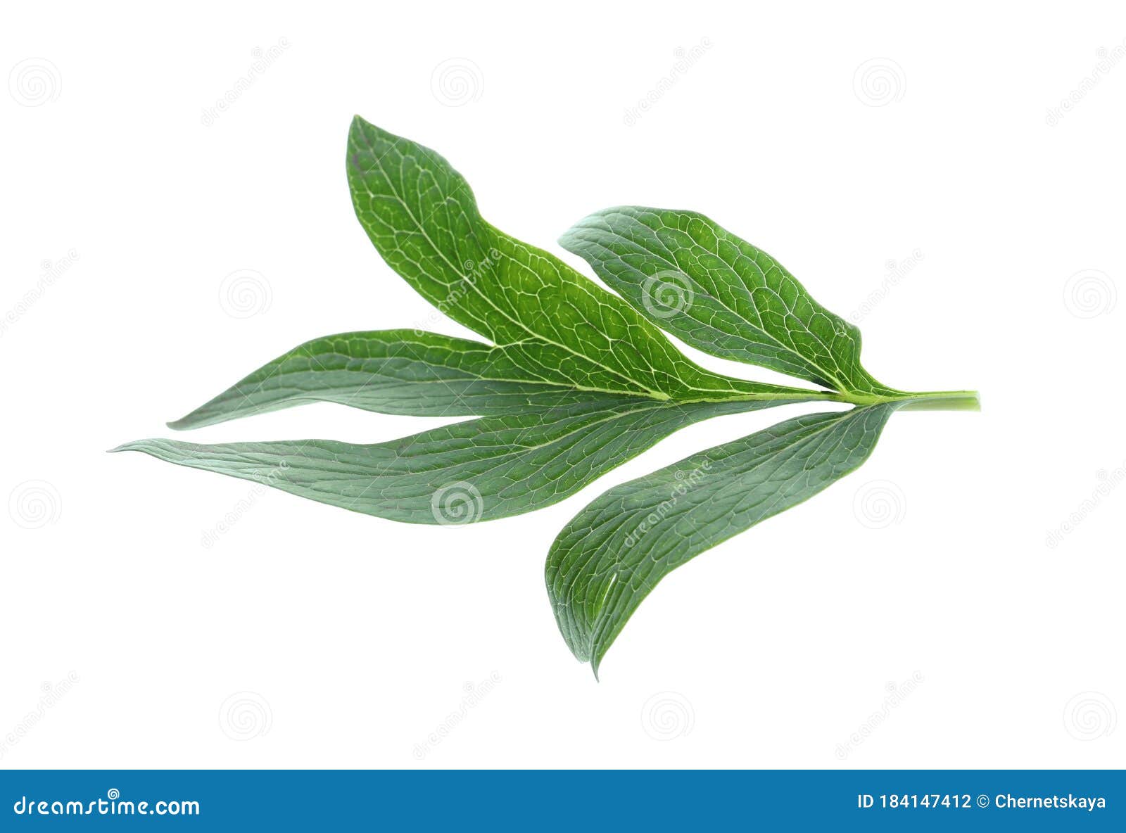 Fresh Leaves of Peony Plant Isolated Stock Photo - Image of floral ...