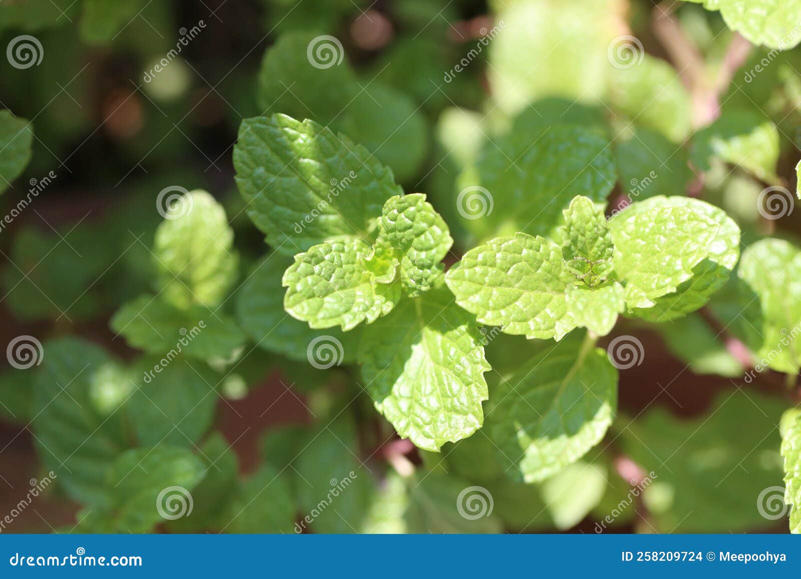 Fresh Leaves of Peppermint on Tree in the Herb Garden Stock Photo ...